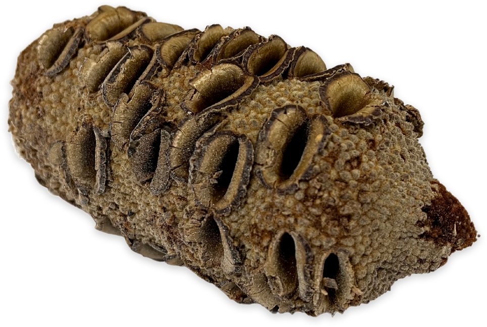 Banksia Nut - Turners Retreat