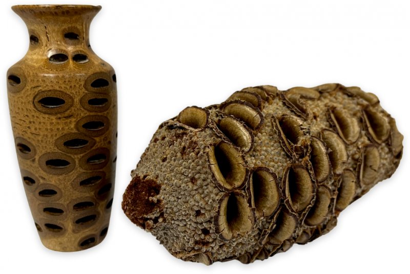 Banksia Nut - Turners Retreat